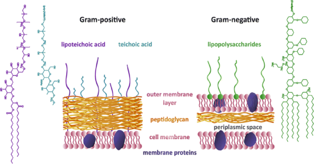 Difference between Gram Positive and Gram-Negative Cell Wall